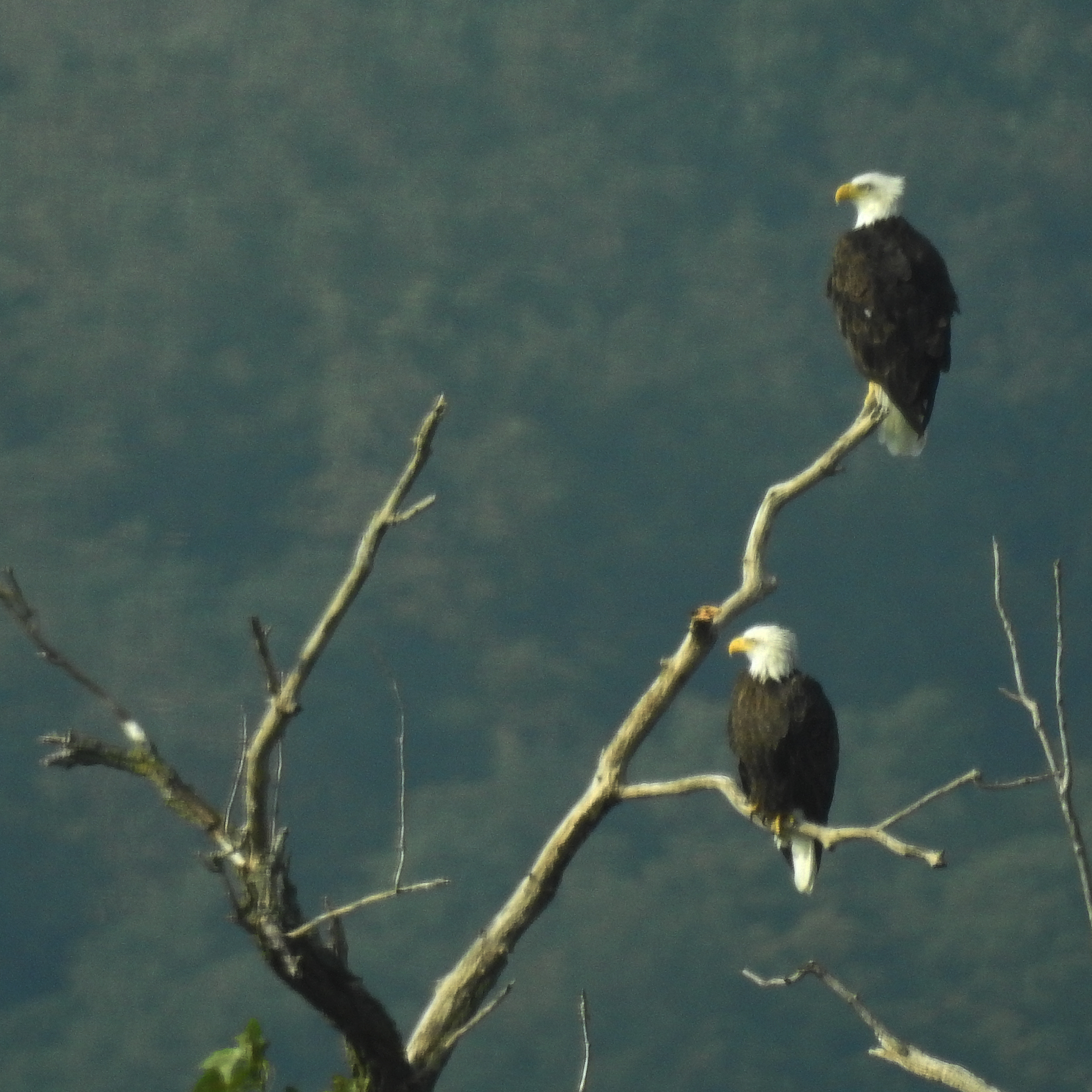 Early-Eagles – KONE Spares USA